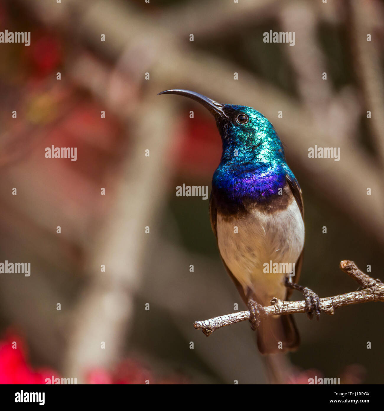 White-breasted sunbird in Kruger national park, South Africa ; Specie ...
