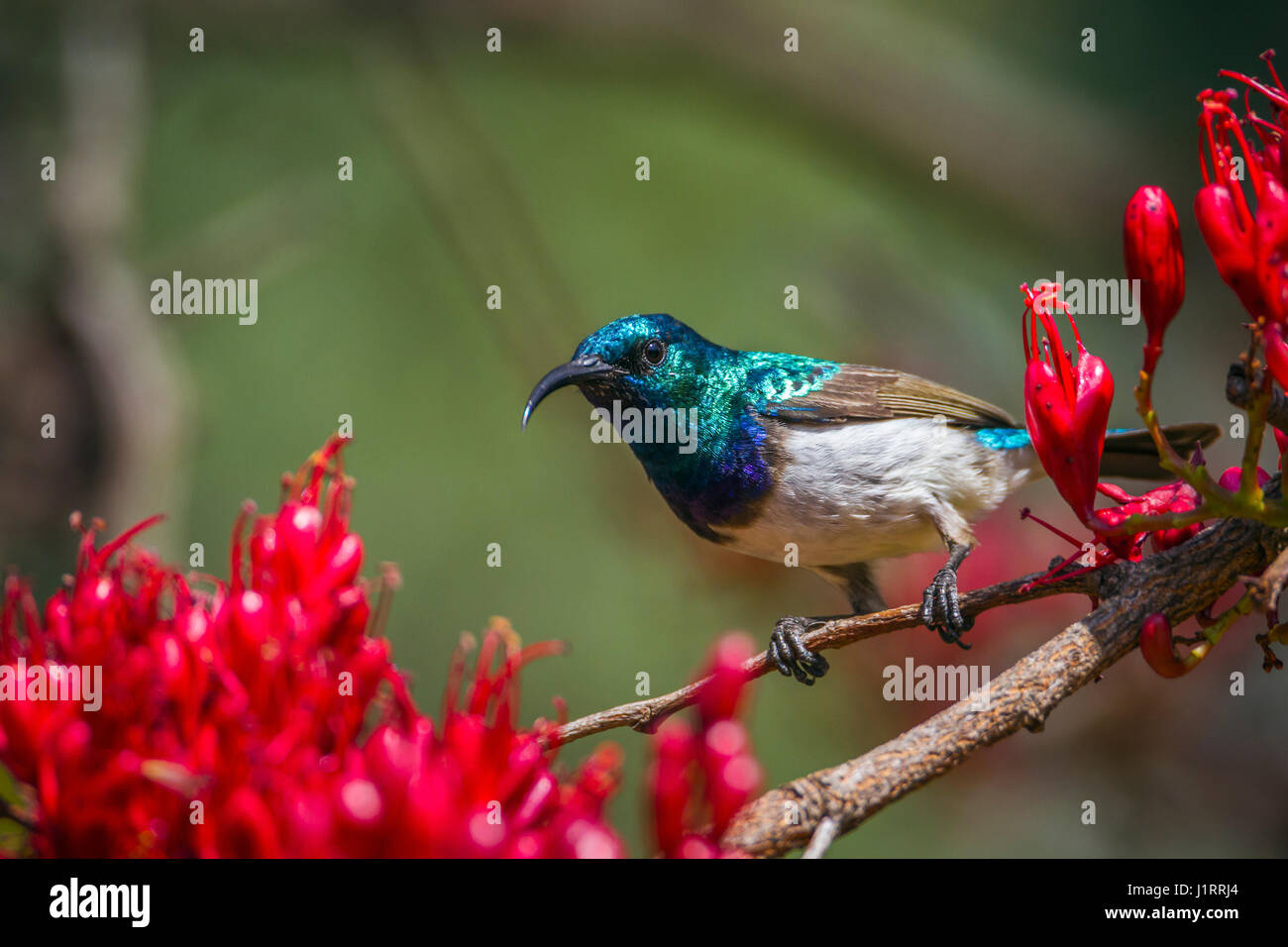 White-breasted sunbird in Kruger national park, South Africa ; Specie ...