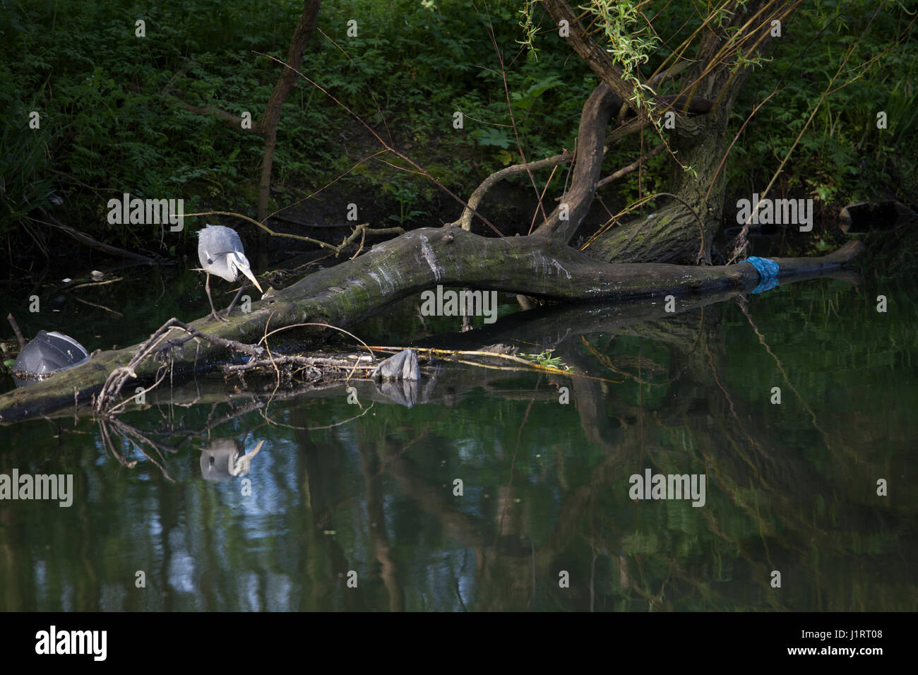 Tree perch hi-res stock photography and images - Alamy