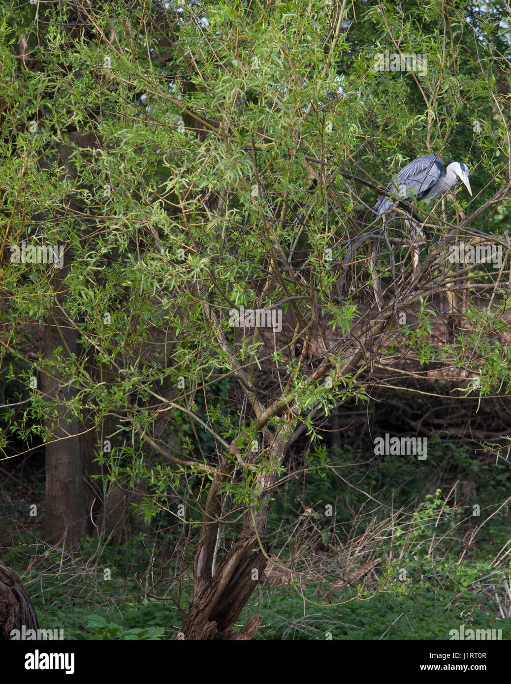 Heron on the tree hi-res stock photography and images - Alamy