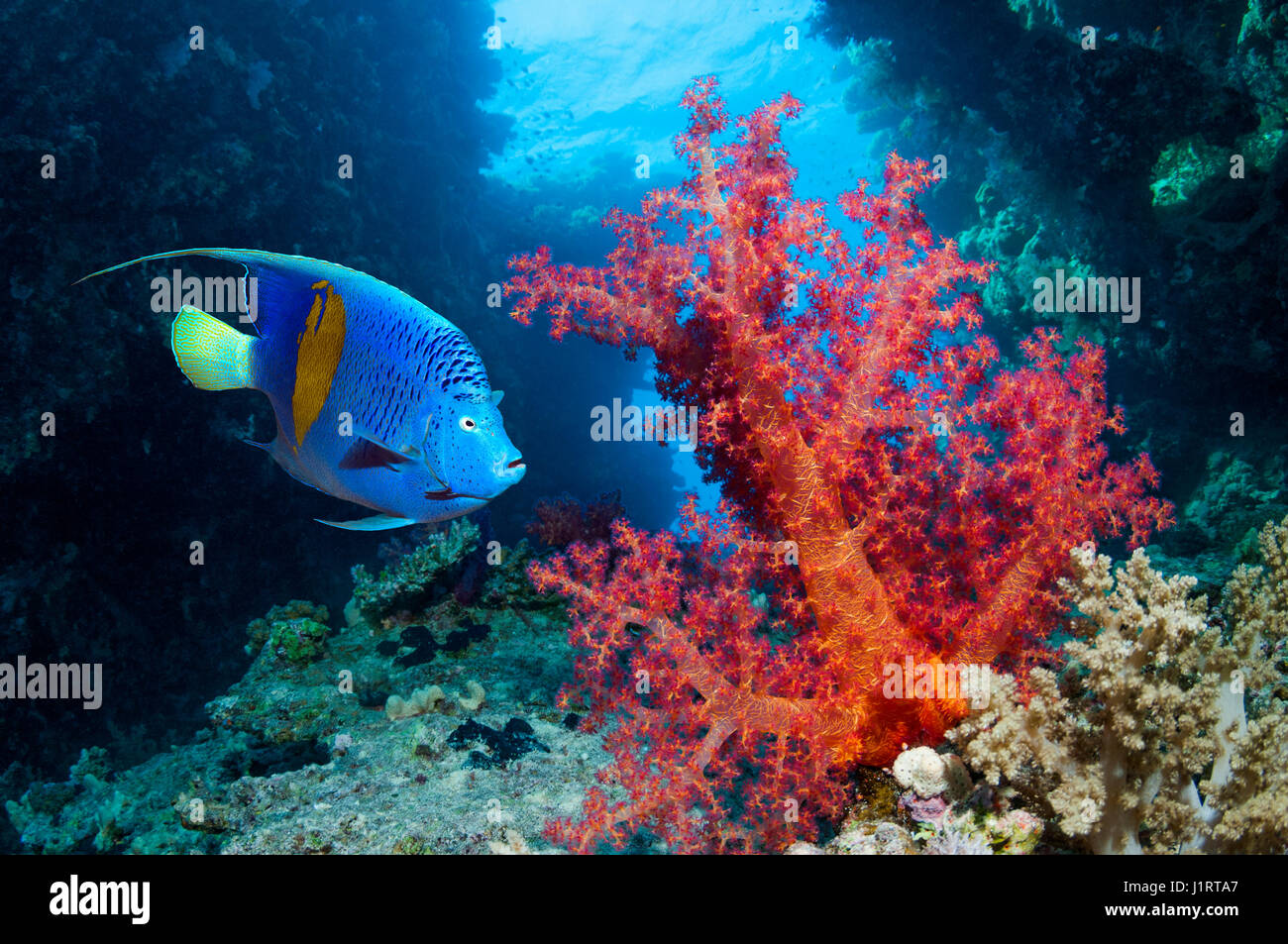 Coral reef scenery with a Yellowbar angelfish [Pomacanthus maculosus ...