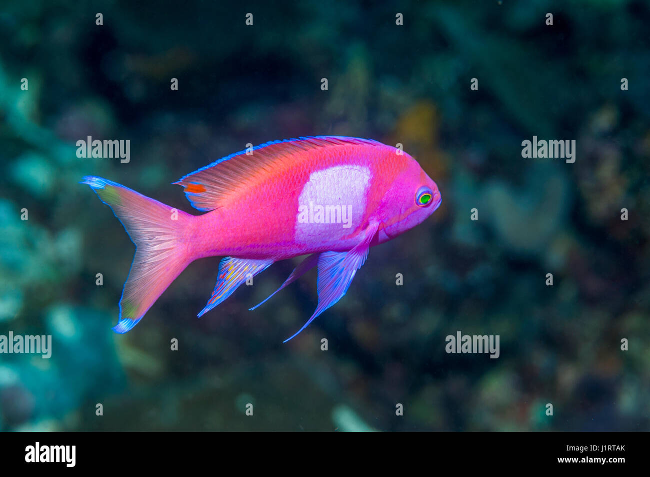 Square spot anthias hi-res stock photography and images - Alamy