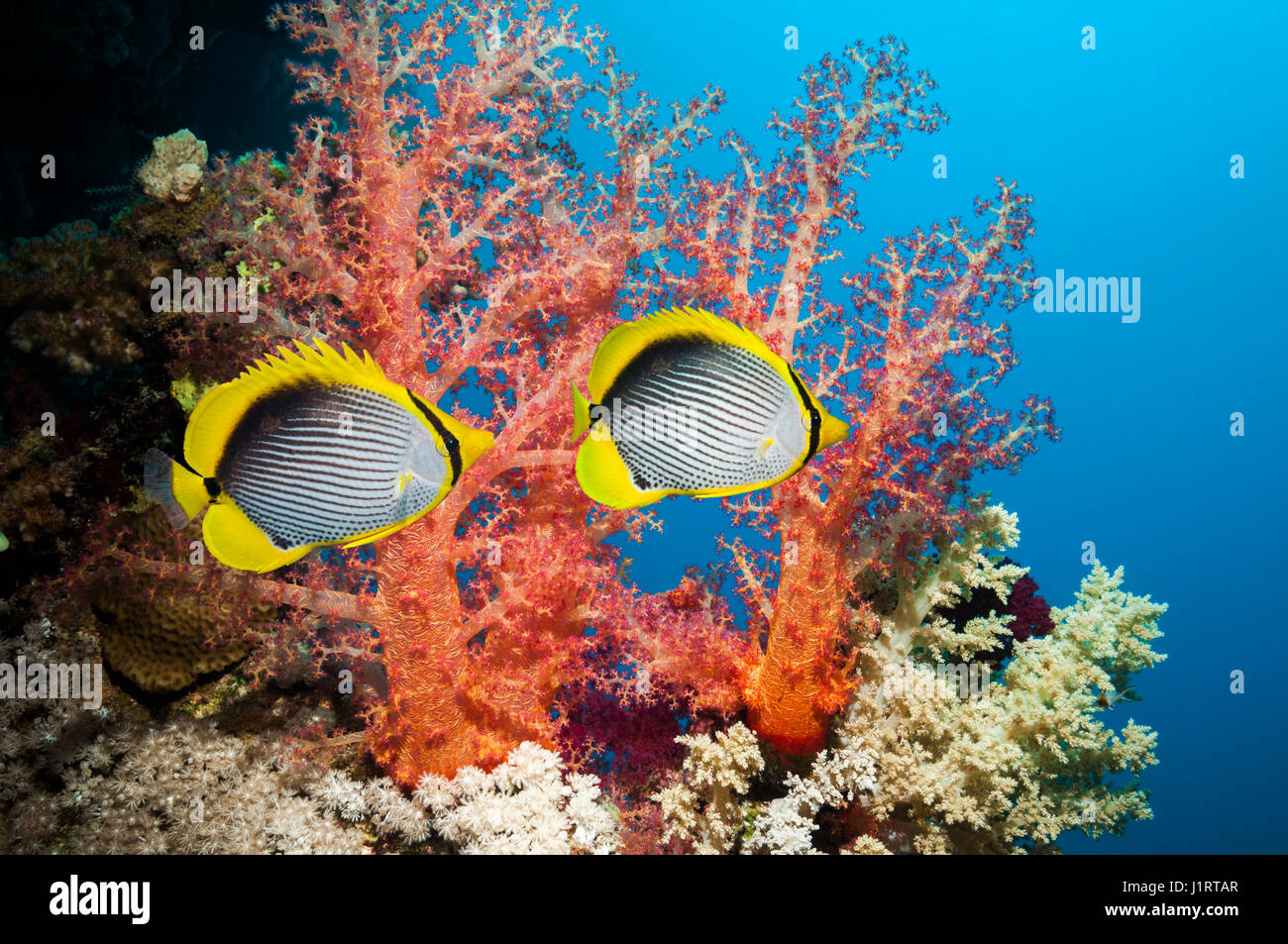 Pair of Blackbacked butterflyfish [Chaetodon melannotus] swimming past ...