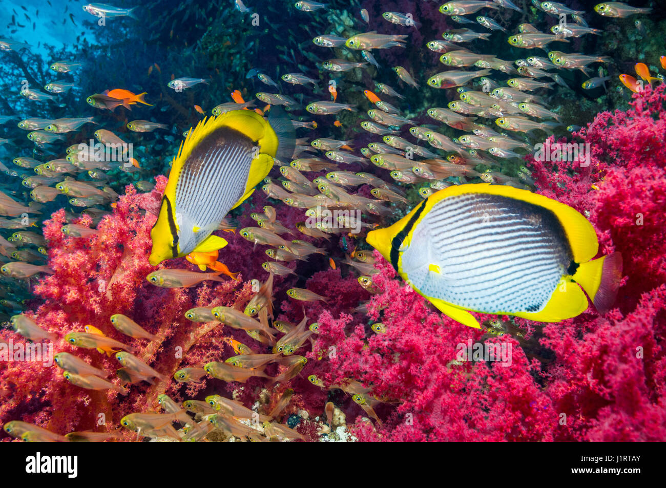 Blackback butterflyfish hi-res stock photography and images - Alamy
