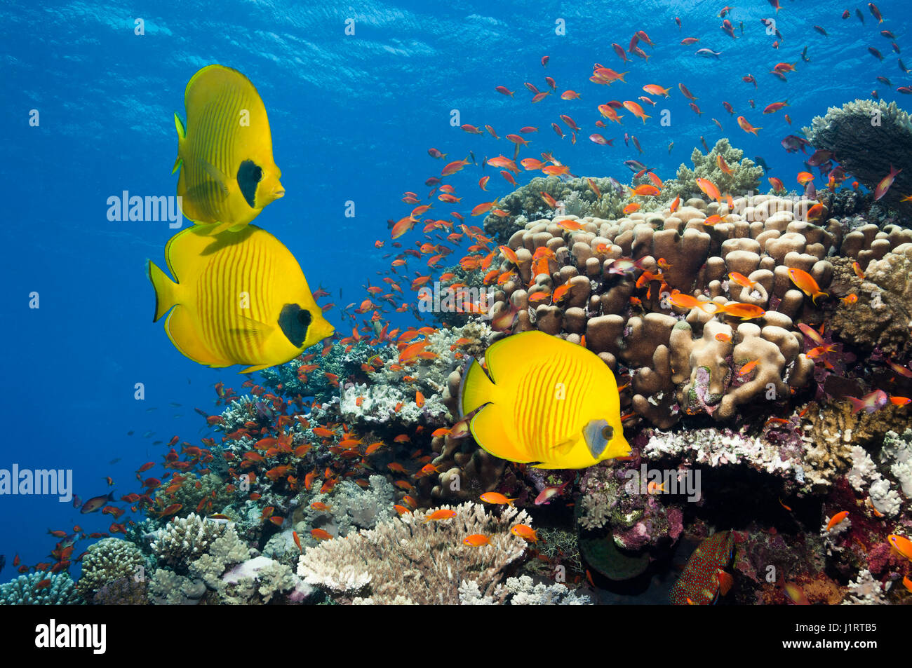 Golden butterflyfish [Chaetodon semilarvatus] swimming over coral reef ...