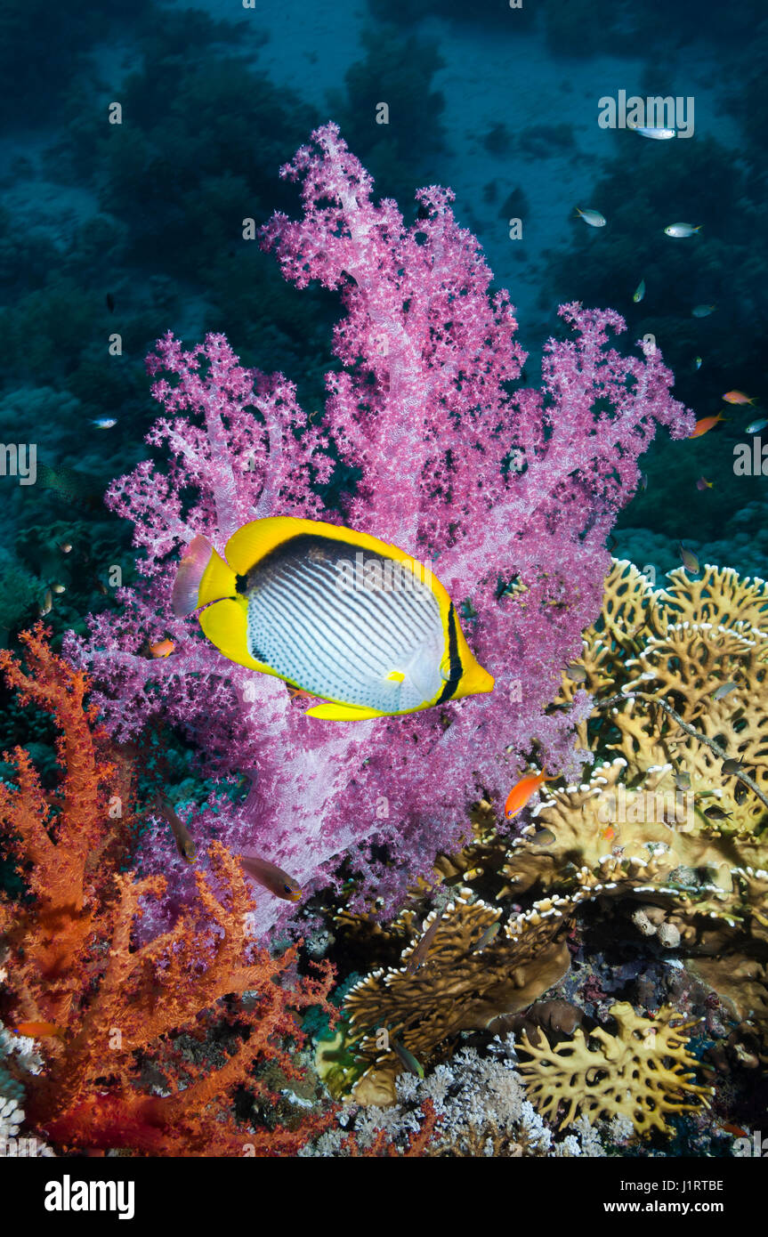 A pair of Blackback or Black-backed butterflyfish (Chaetodon melannotus ...