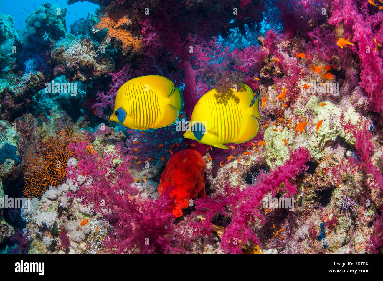 Golden butterflyfish or Bluecheek butterflyfish [Chaetodon semilarvatus ...