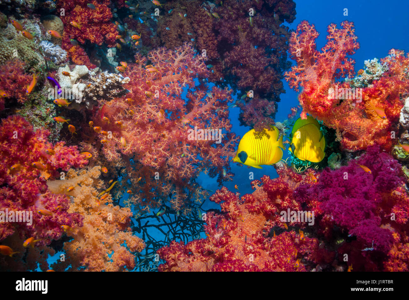 Golden butterflyfish or Bluecheek butterflyfish [Chaetodon semilarvatus ...
