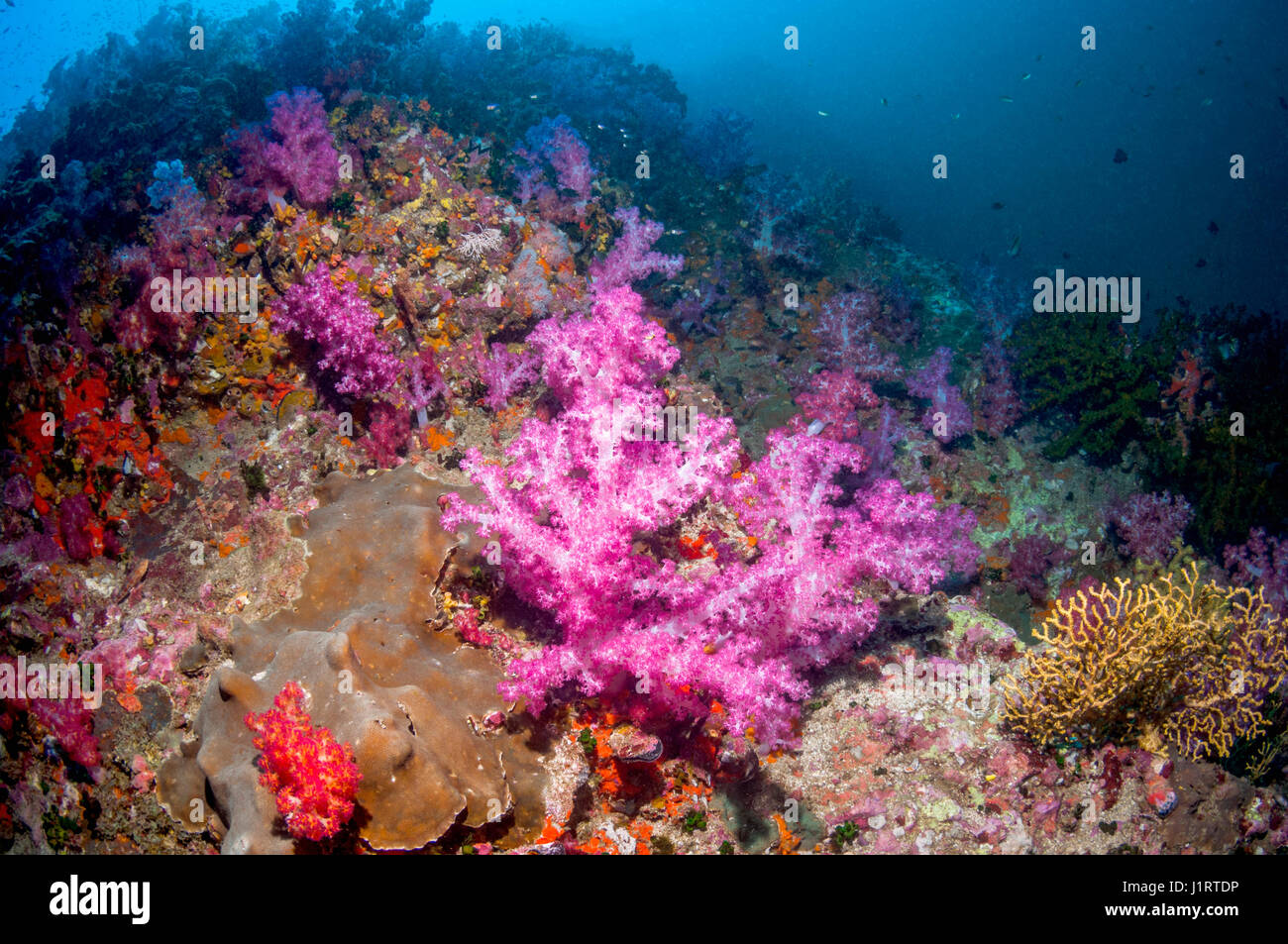 Soft corals [Dendronephthya sp.] on coral reef slope. Andaman Sea ...