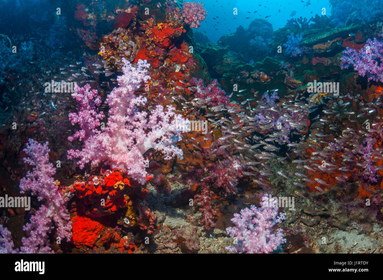 Soft corals [Dendronephthya sp.] on coral reef slope with Pygmy ...