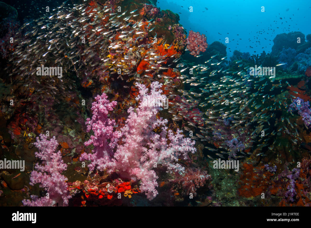 Soft corals [Dendronephthya sp.] on coral reef slope with Pygmy ...