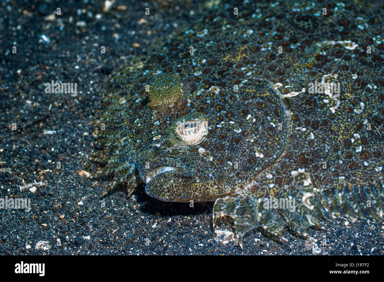 Leopard flounder [Bothus pantherinus]. Lembeh Strait, North Sulawesi ...