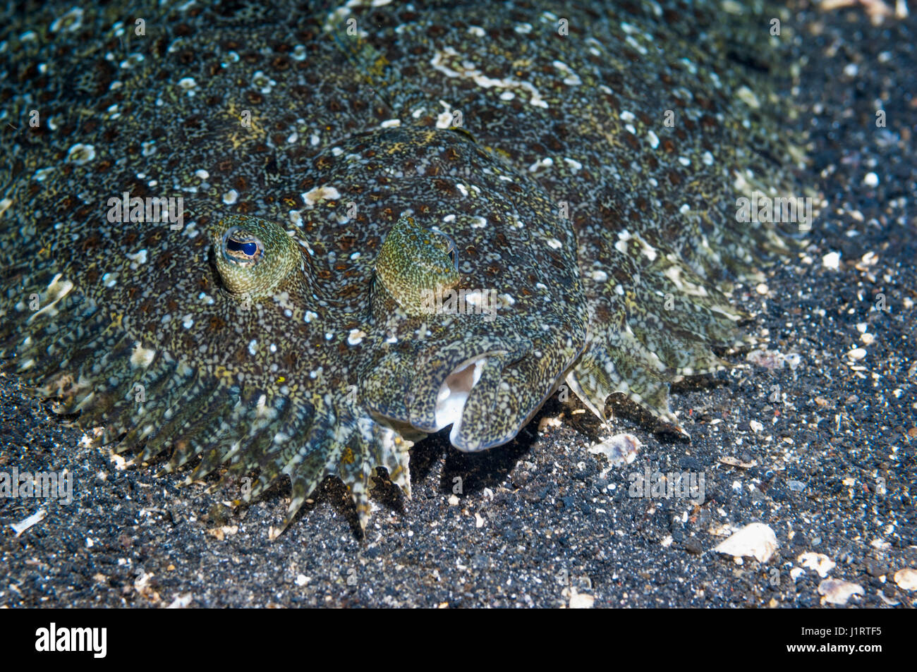 Leopard flounder [Bothus pantherinus]. Lembeh Strait, North Sulawesi ...