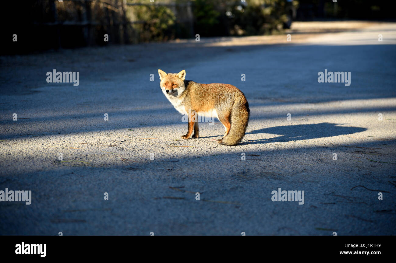 red fox standing in the road Stock Photo - Alamy