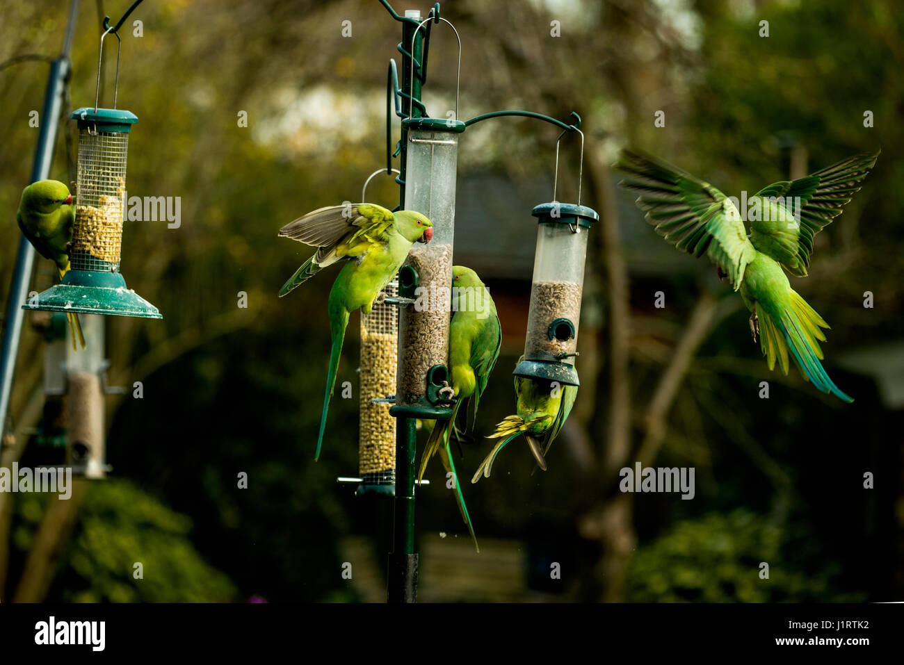 Parakeets london hi-res stock photography and images - Alamy