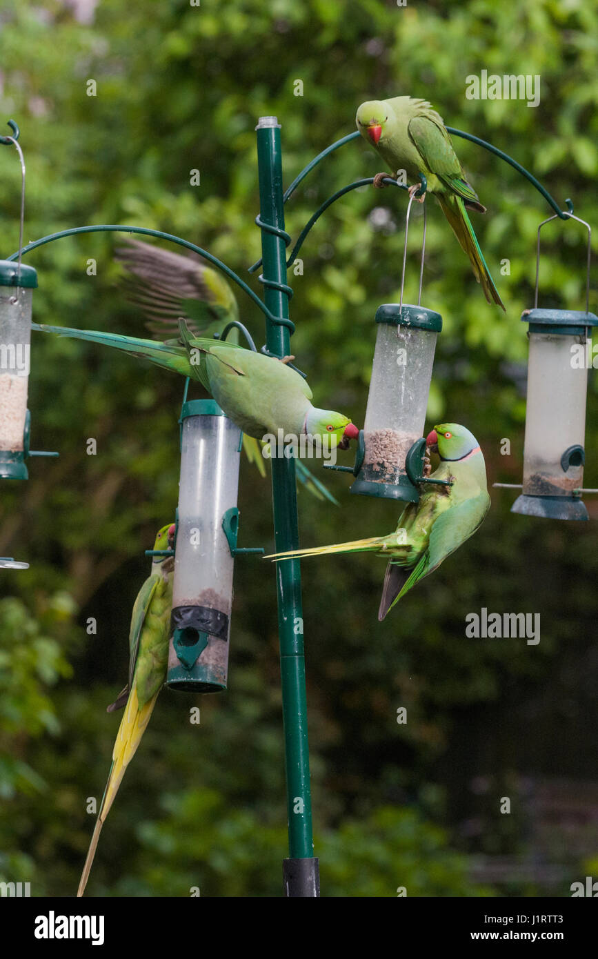 Rose-ringed or Ring-necked parakeets [Psittacula krameri] on bird ...
