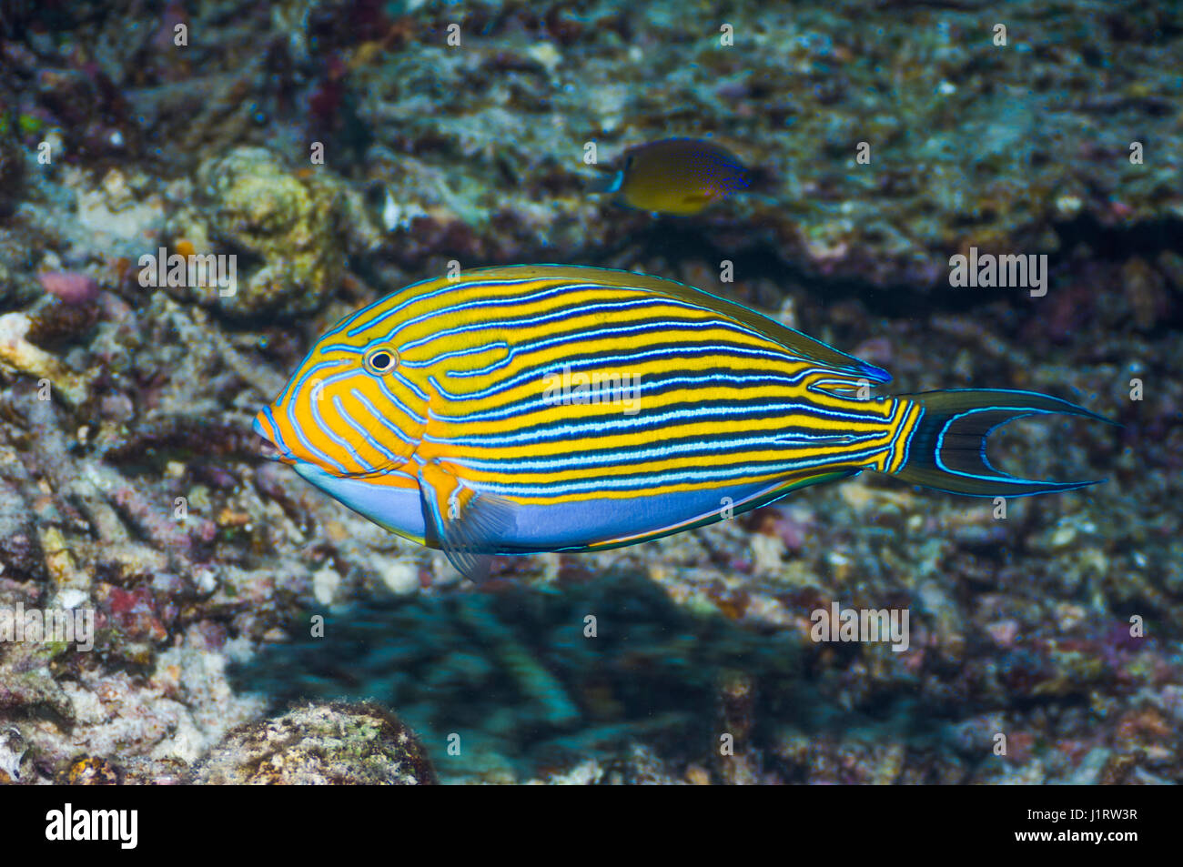 Striped surgeonfish [Acanthurus lineatus]. Indonesia Stock Photo - Alamy