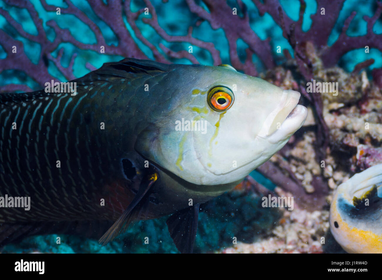 Dragon Wrasse Stages