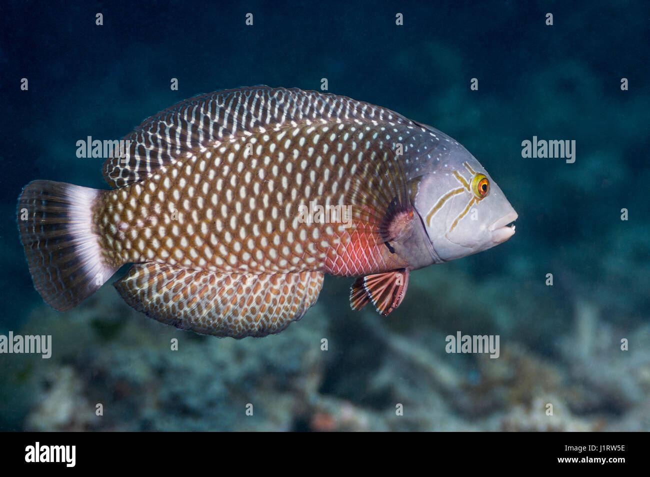 Dragon Wrasse Stages