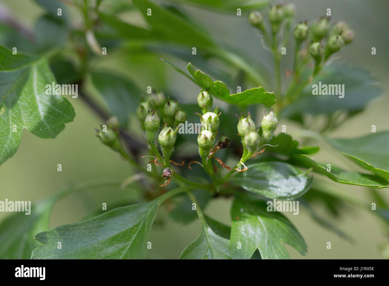 Sprouting leaves and buds of Hawthorn (Crataegus monogyna Stock Photo ...