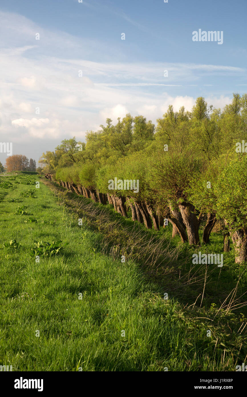 Row countryside netherlands hi-res stock photography and images - Alamy