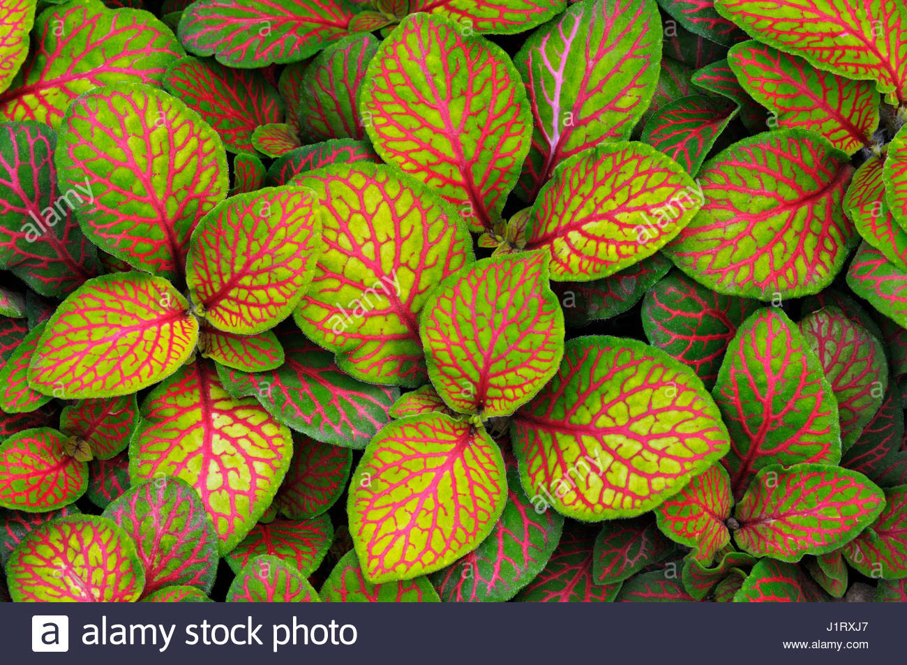 Fittonia Albivenis Stock Photos & Fittonia Albivenis Stock Images - Alamy