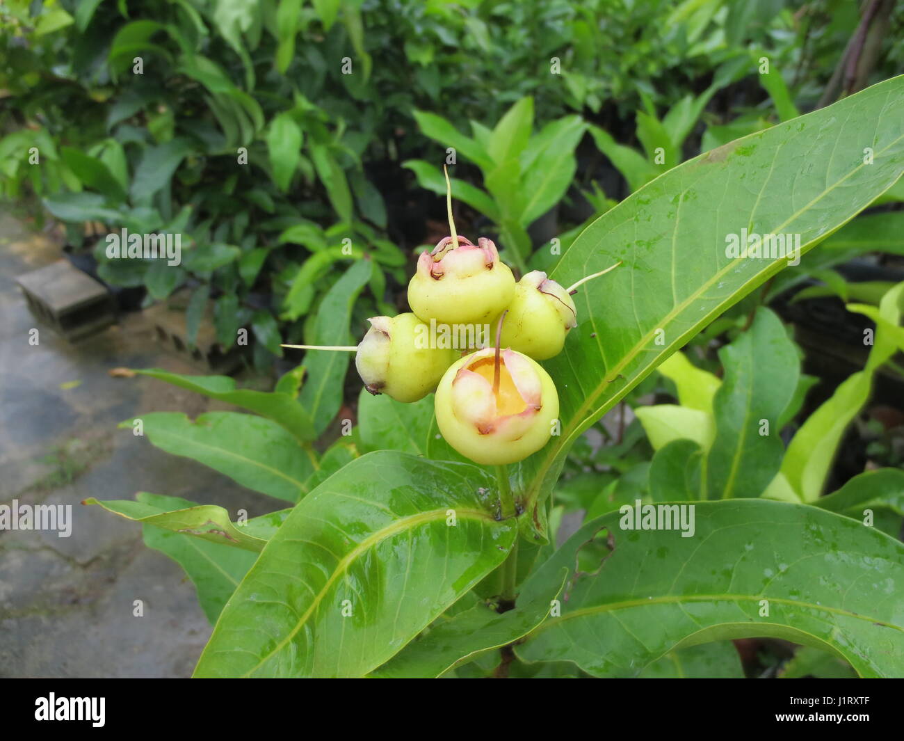 Java apple, Semarang rose-apple and wax jambu Stock Photo - Alamy