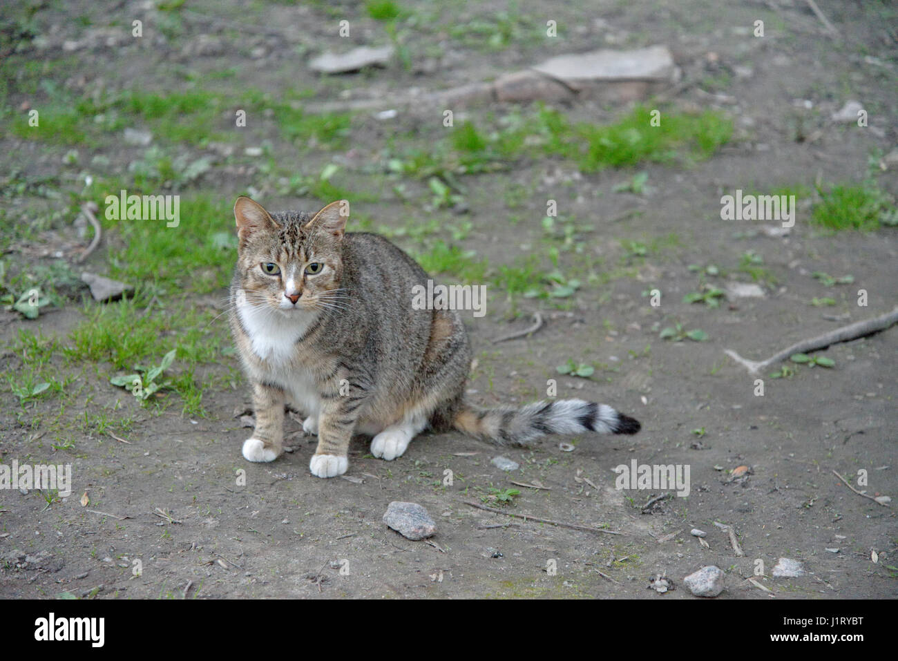 Cat living in the basement of a house and its food in Saint-Petersburg ...