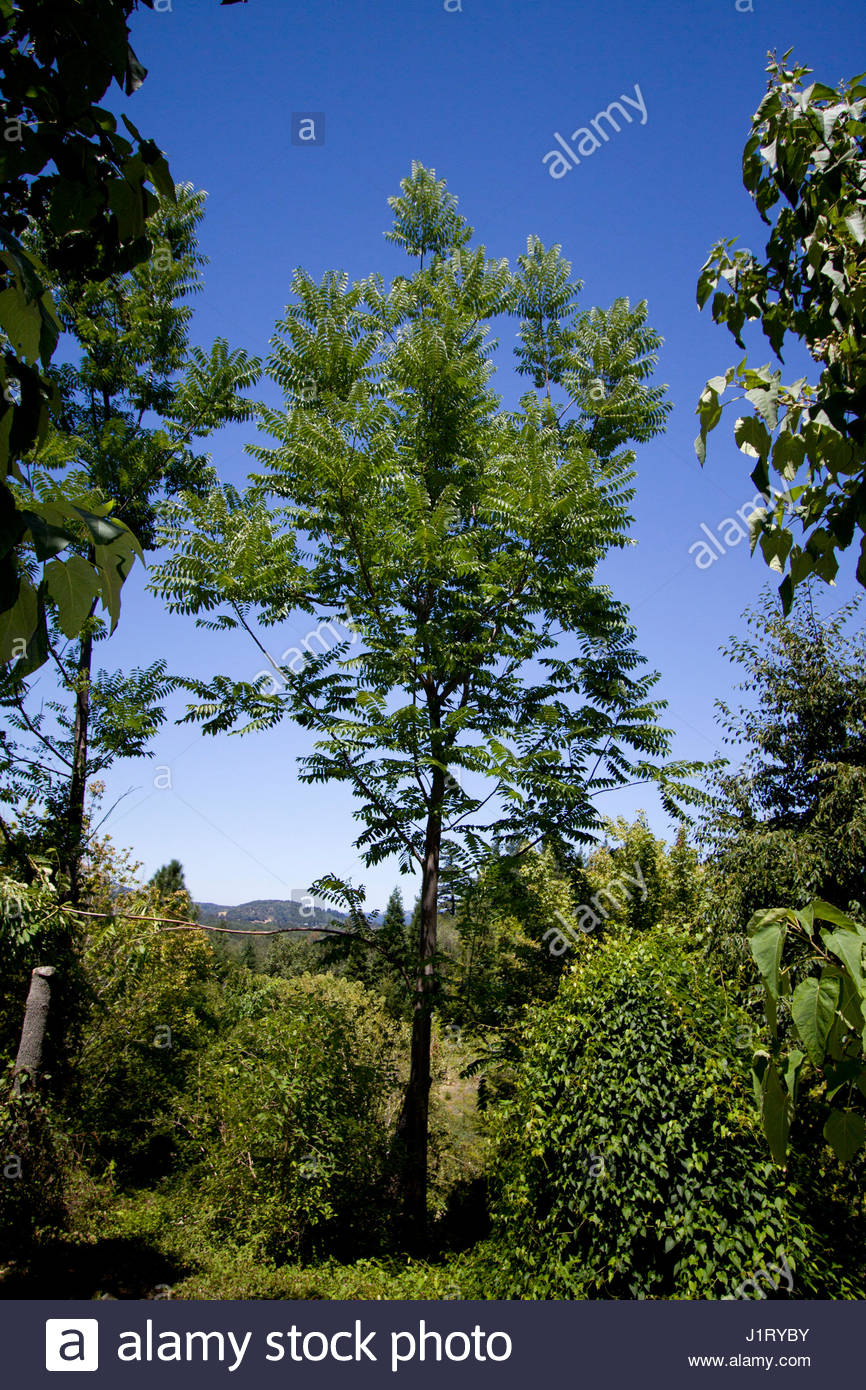 Toona Sinensis Stock Photos & Toona Sinensis Stock Images - Alamy