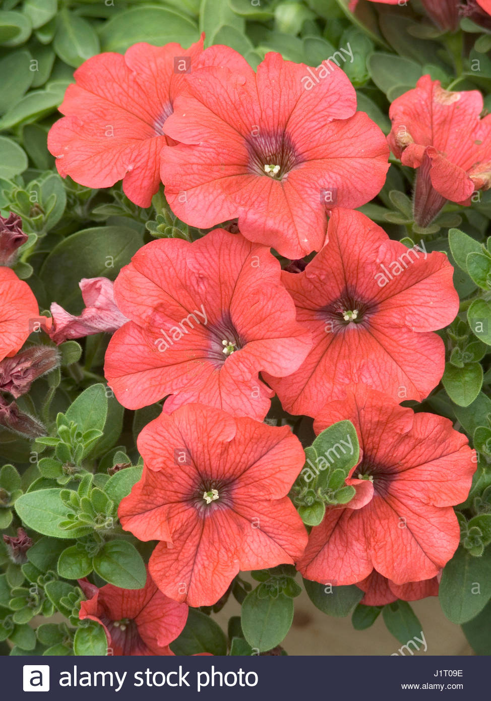 Supertunia Stock Photos & Supertunia Stock Images - Alamy
