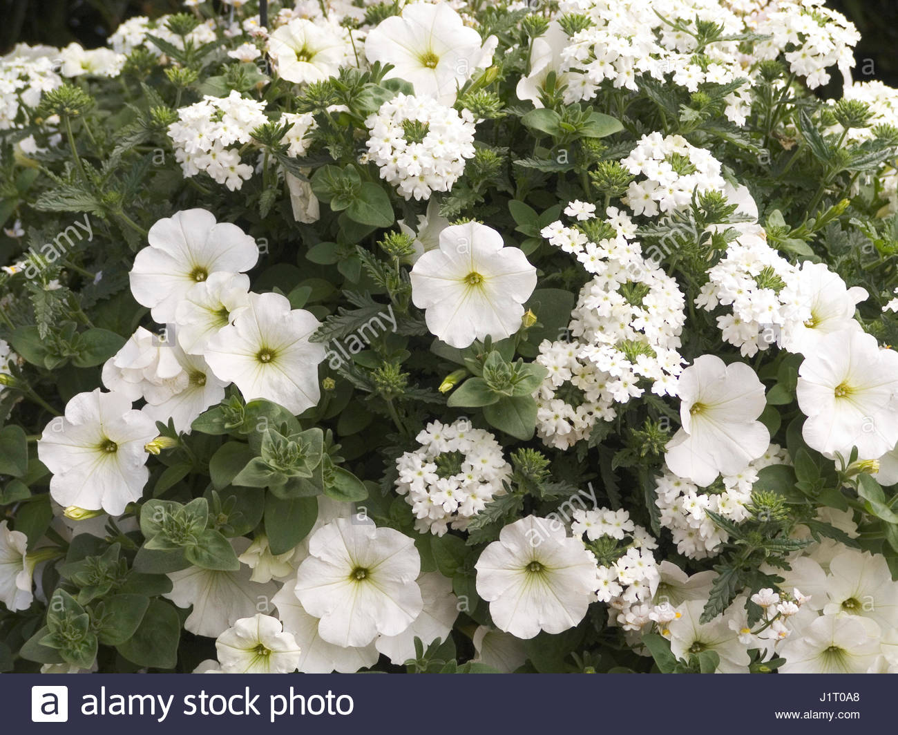 Supertunia Stock Photos & Supertunia Stock Images - Alamy