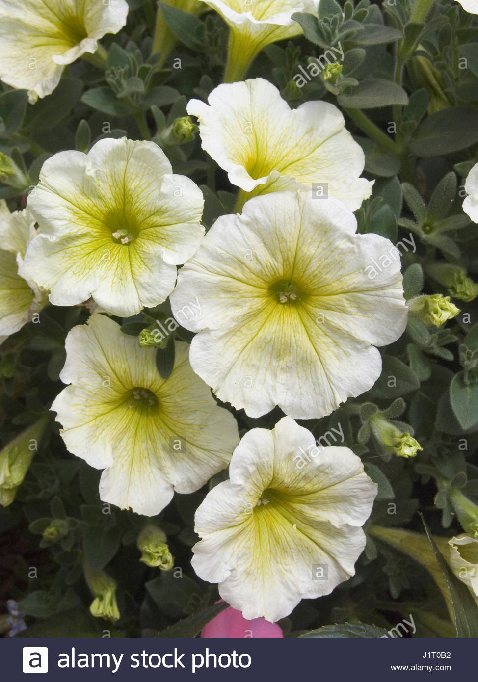 Supertunia Stock Photos & Supertunia Stock Images - Alamy