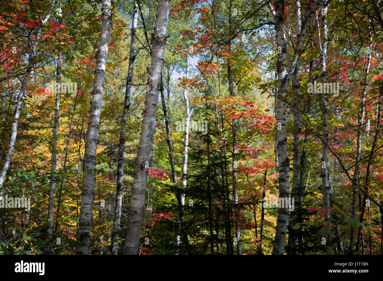 Birch tree trunks and sunny autumn forest with colorful fall foliage ...