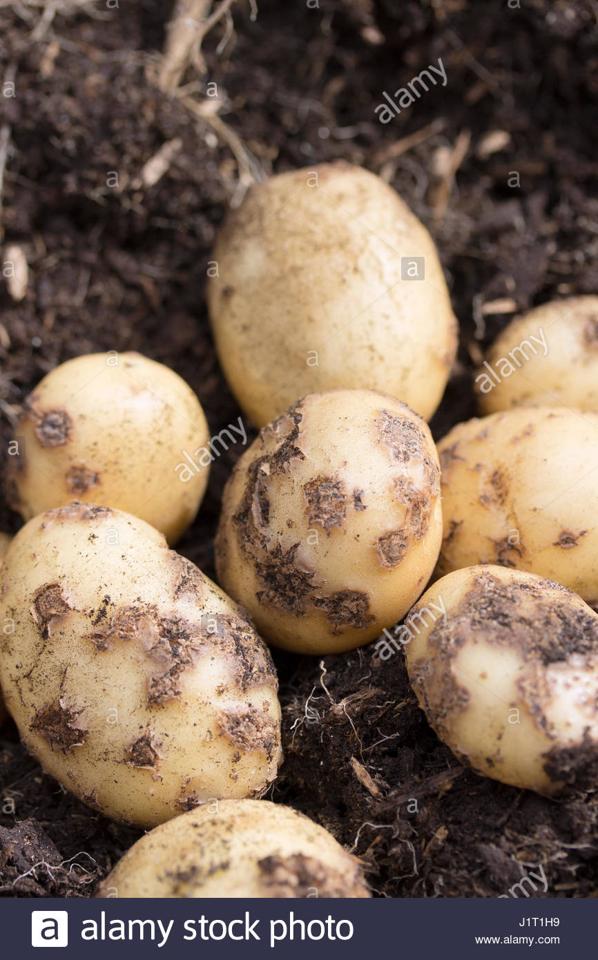 Scab Stock Photos & Scab Stock Images - Alamy