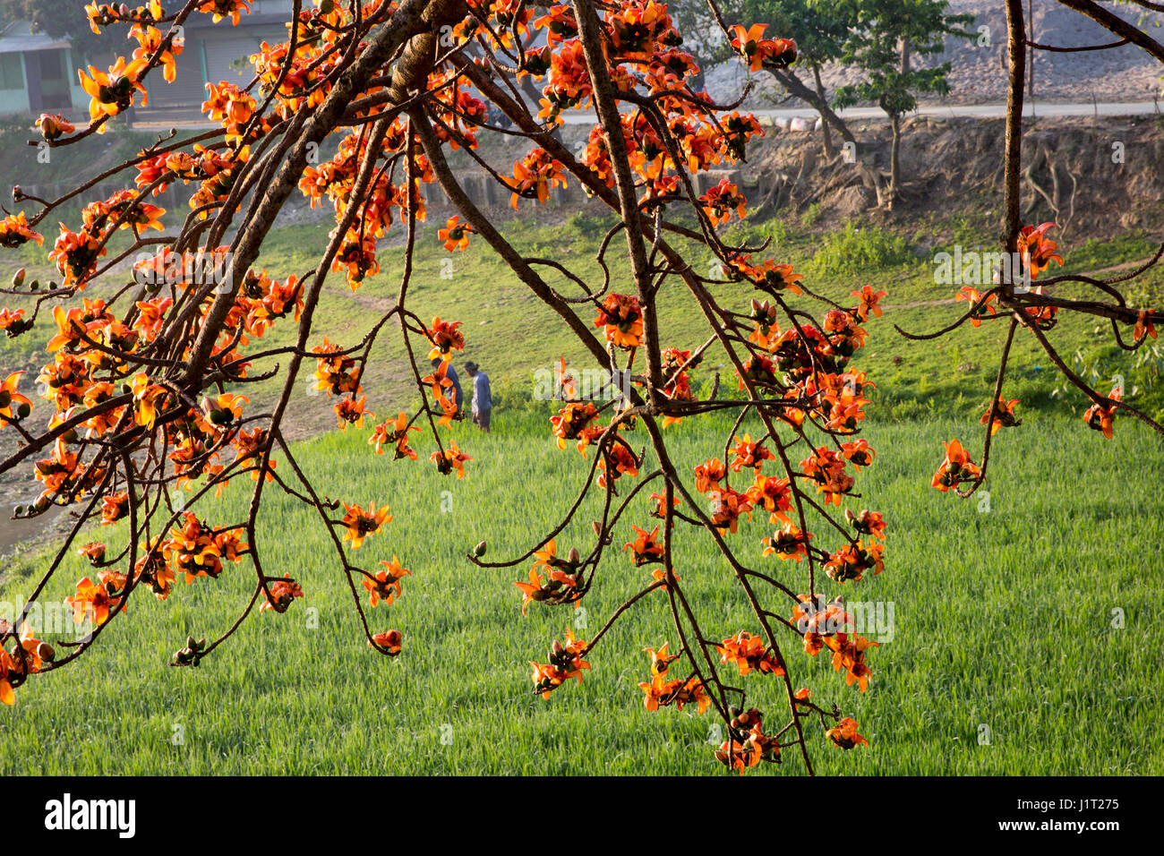 Bombax ceiba tree hi-res stock photography and images - Alamy