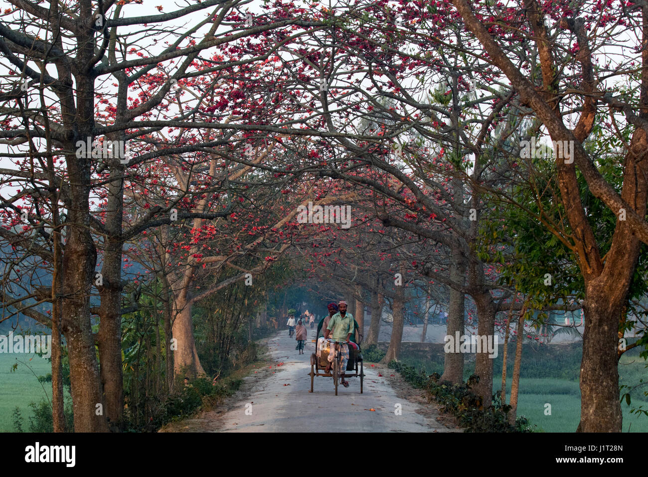 Red Silk Cotton flower trees also known as Bombax Ceiba, Shimul both ...
