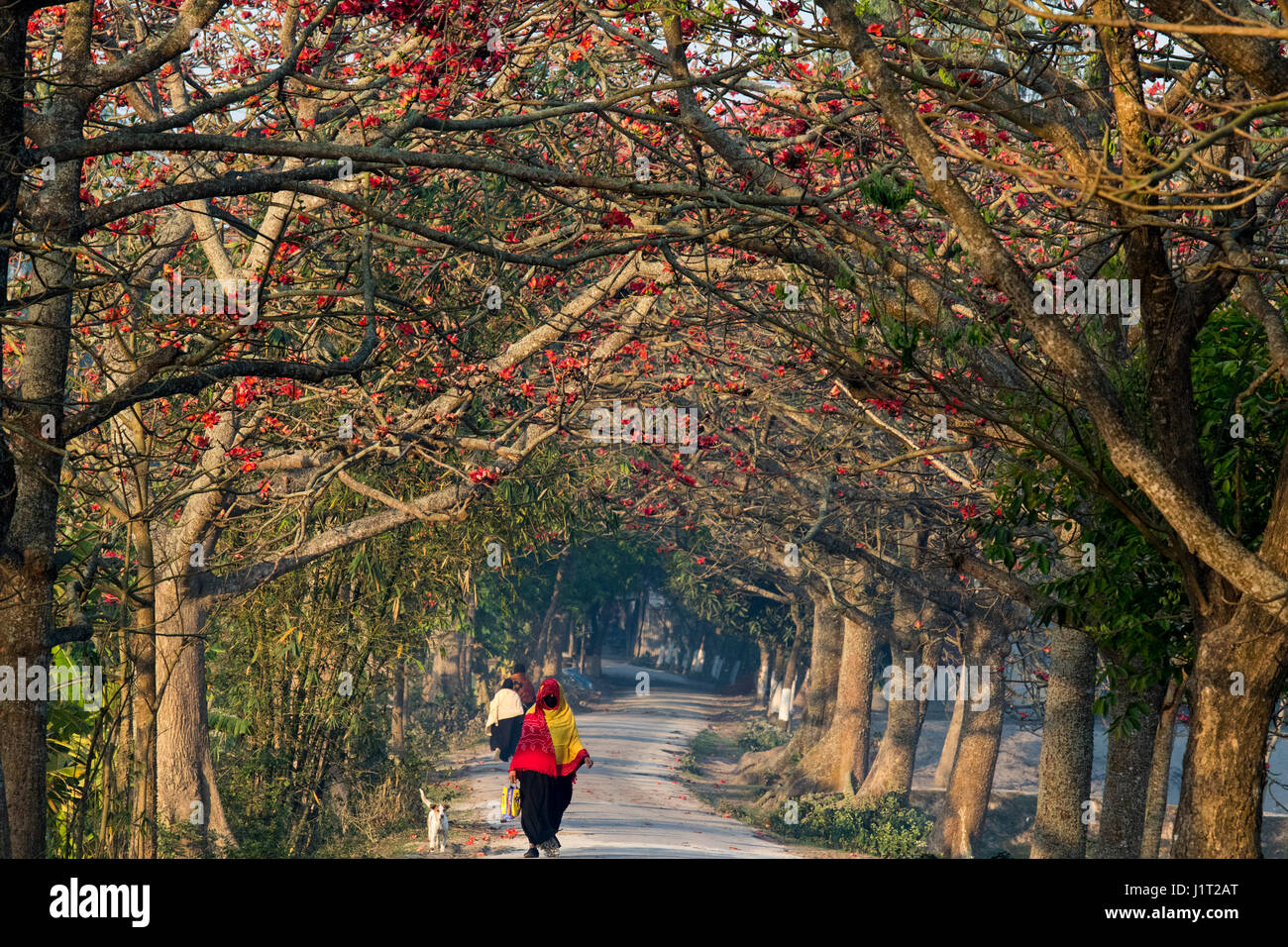 Red Silk Cotton flower trees also known as Bombax Ceiba, Shimul both ...