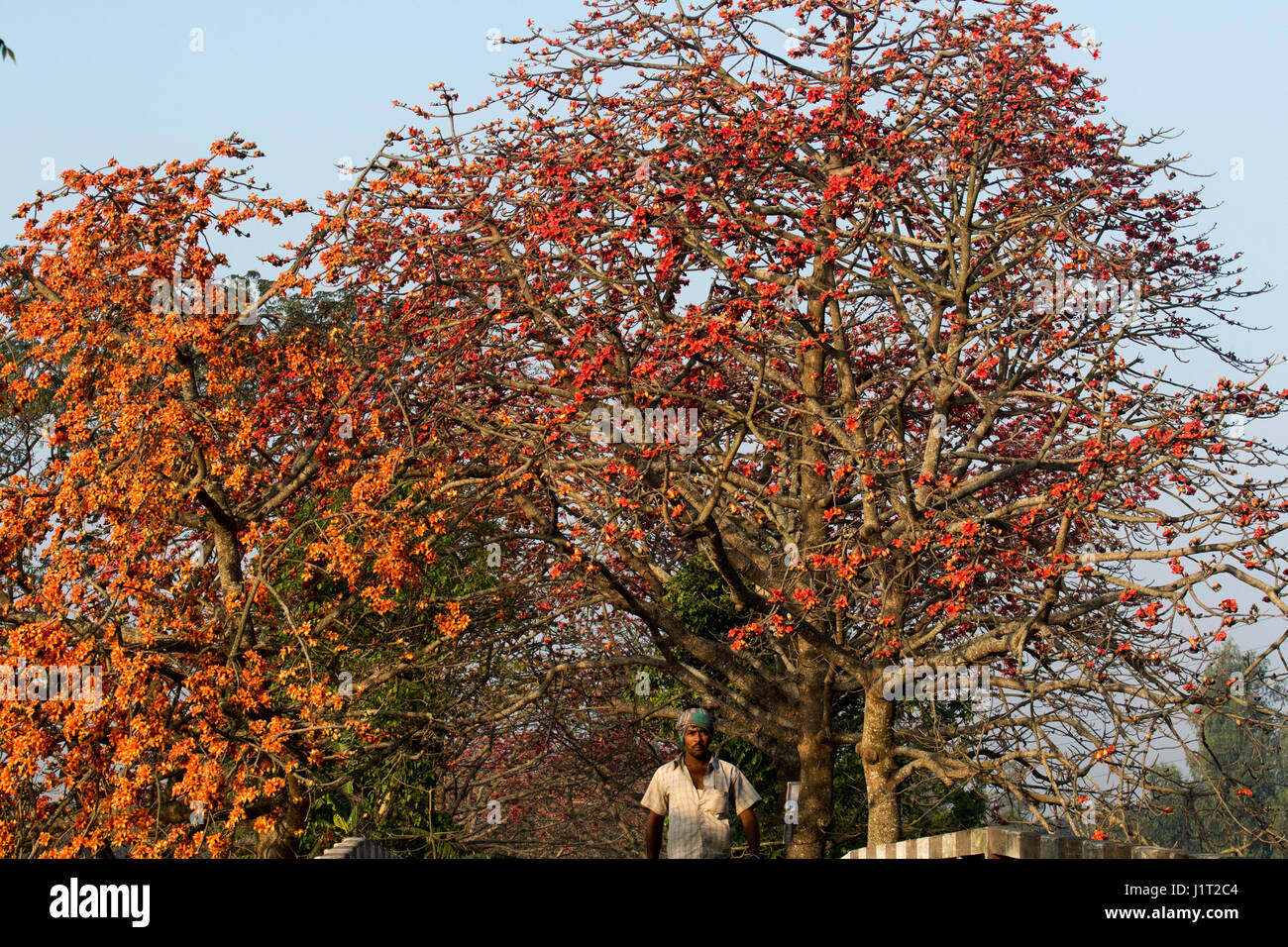 Red Silk Cotton flower also known as Bombax Ceiba, Shimul. Narsingdi ...