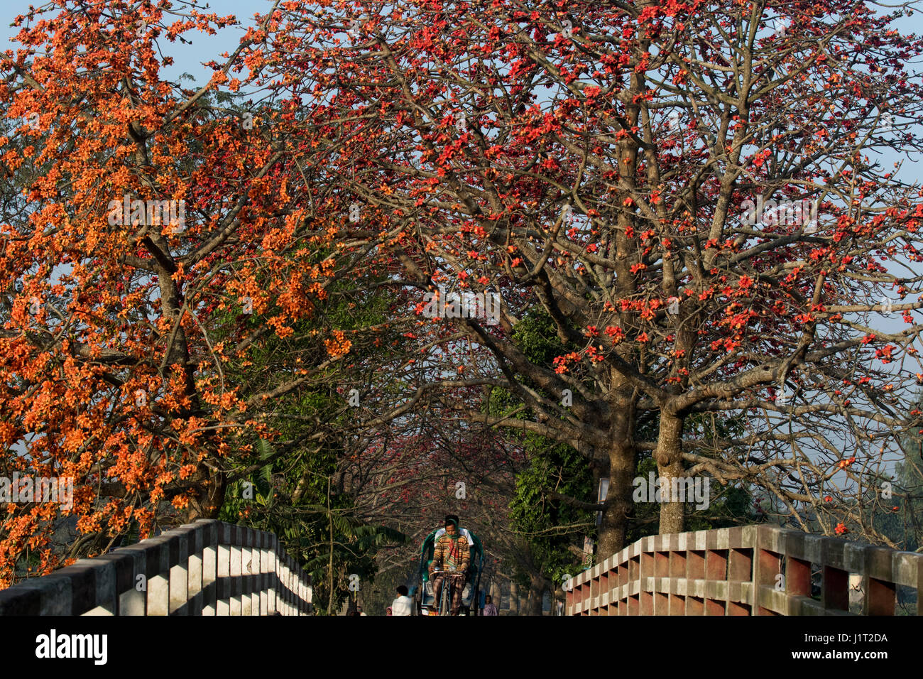 Red Silk Cotton flower trees also known as Bombax Ceiba, Shimul both ...