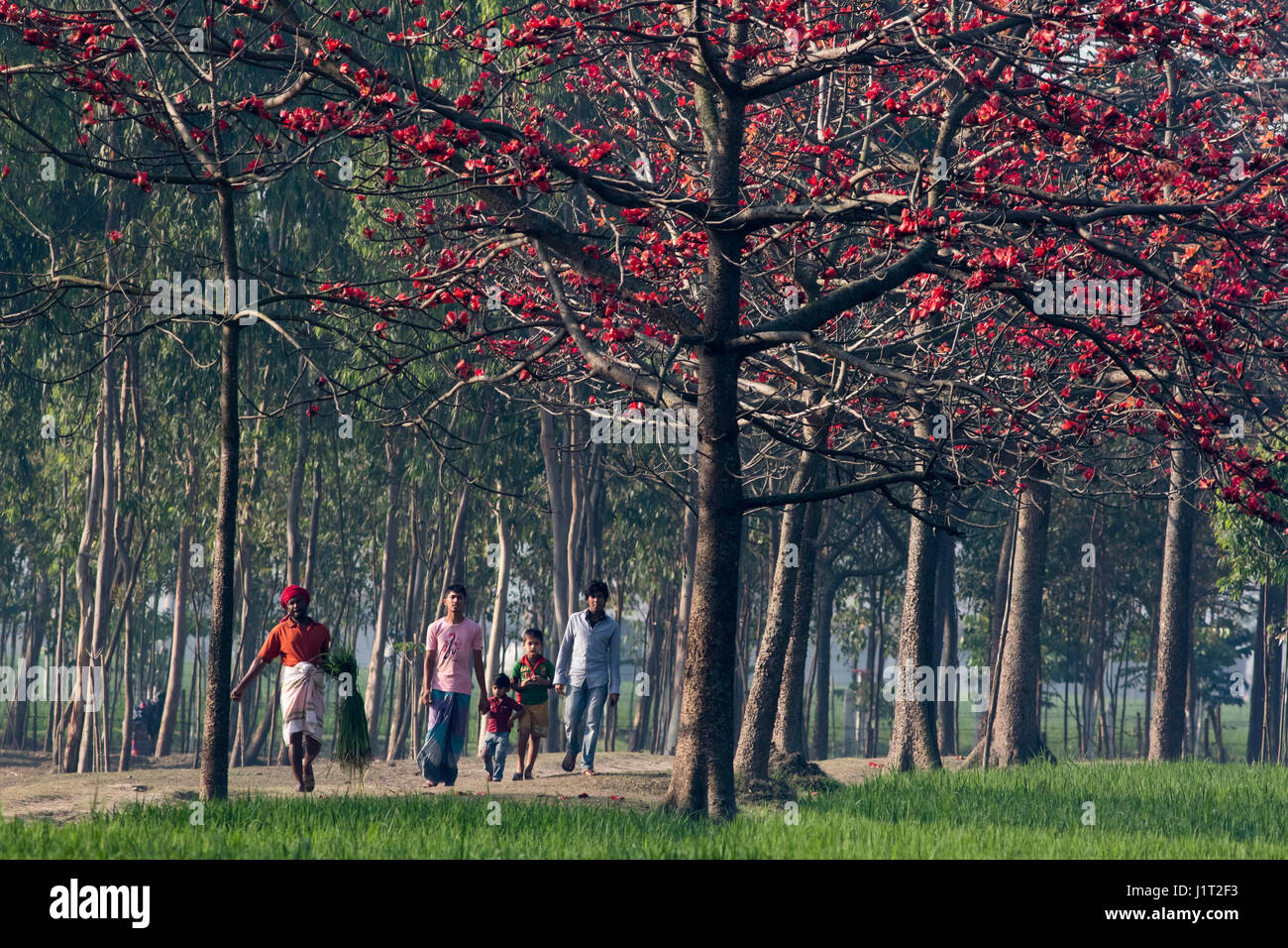 Red Silk Cotton flower trees also known as Bombax Ceiba, Shimul both ...