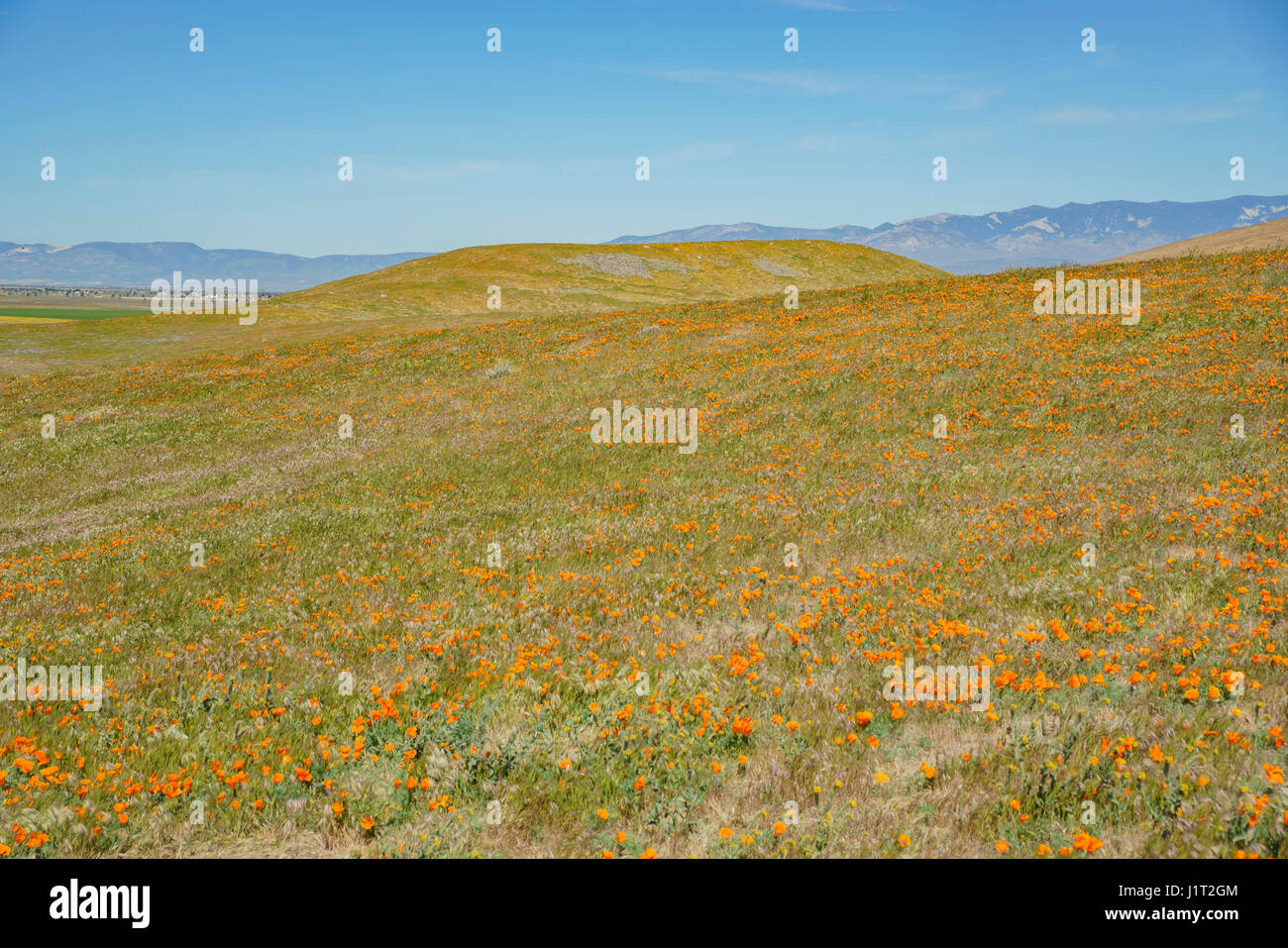 Wild flowers (Poppy) at Antelope Valley, California Stock Photo - Alamy