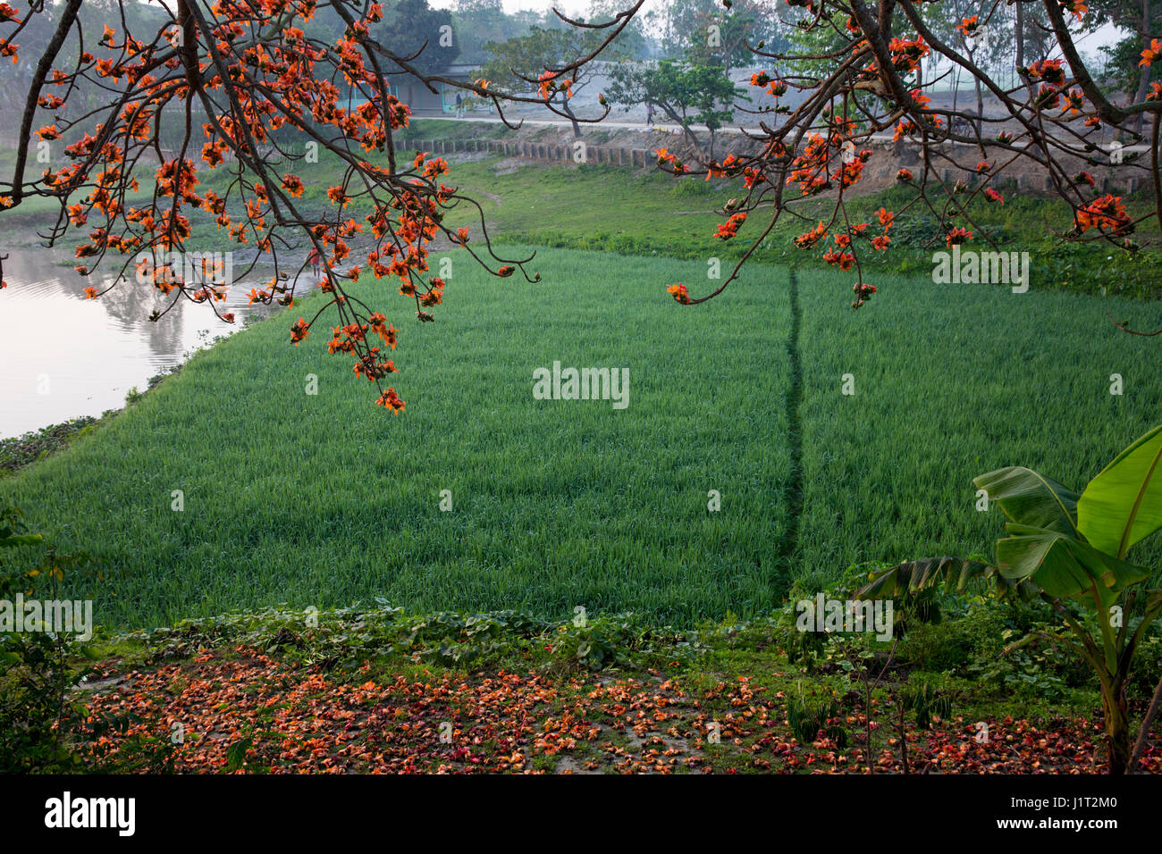 Red Silk Cotton flower also known as Bombax Ceiba, Shimul. Narsingdi ...