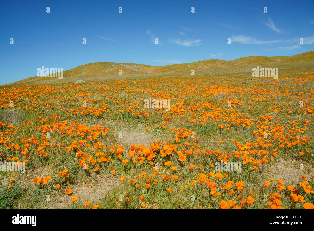 Antelope valley hi-res stock photography and images - Alamy