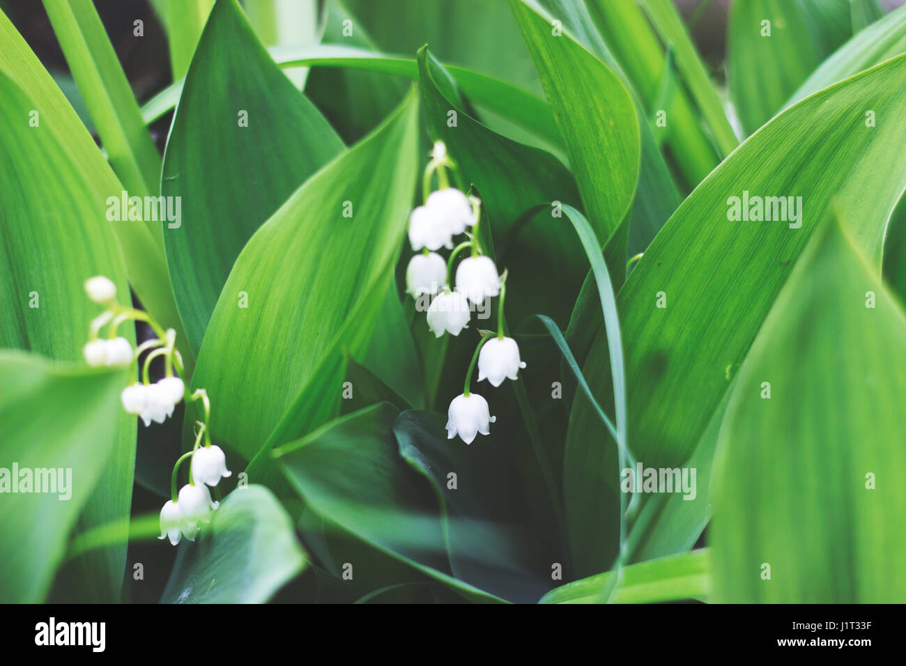 Spring flowers - lily of the valley in the garden Stock Photo - Alamy