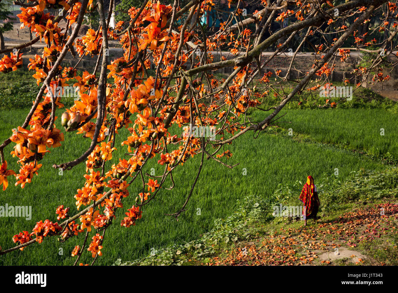 Kapok flower hi-res stock photography and images - Alamy