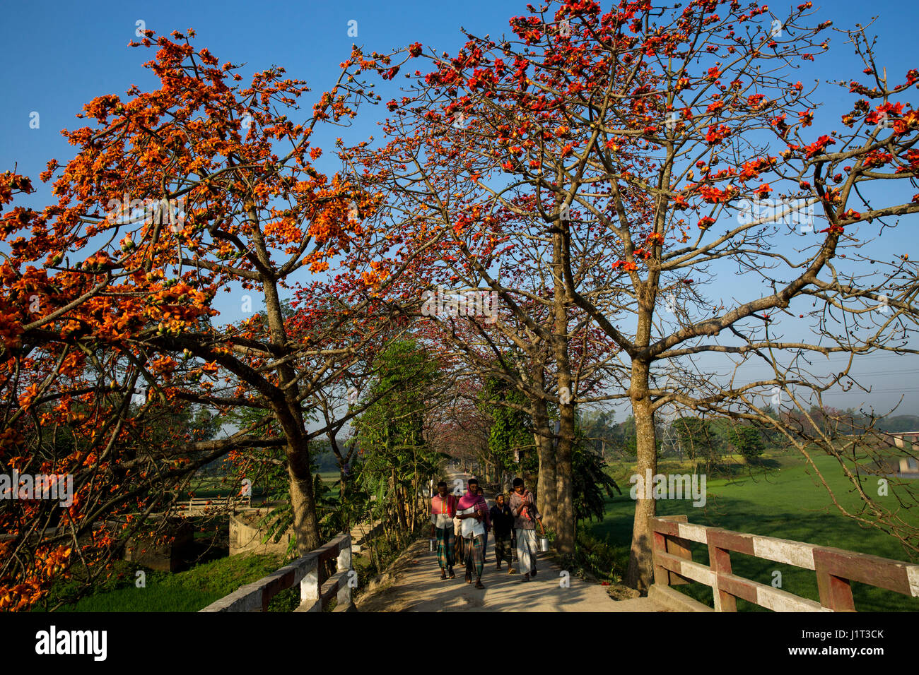 Red Silk Cotton flower trees also known as Bombax Ceiba, Shimul both ...