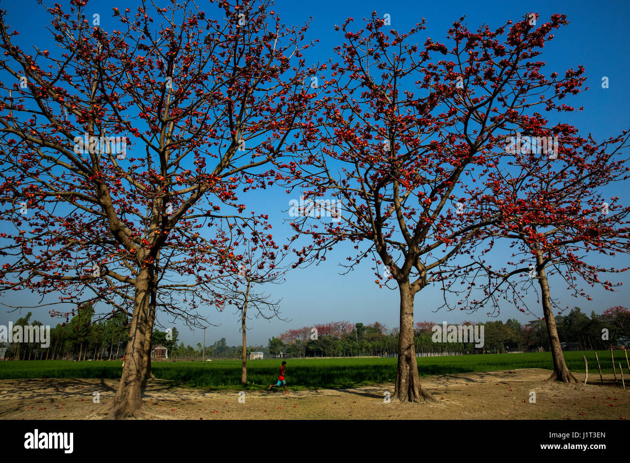 Kapok Flower High Resolution Stock Photography and Images - Alamy