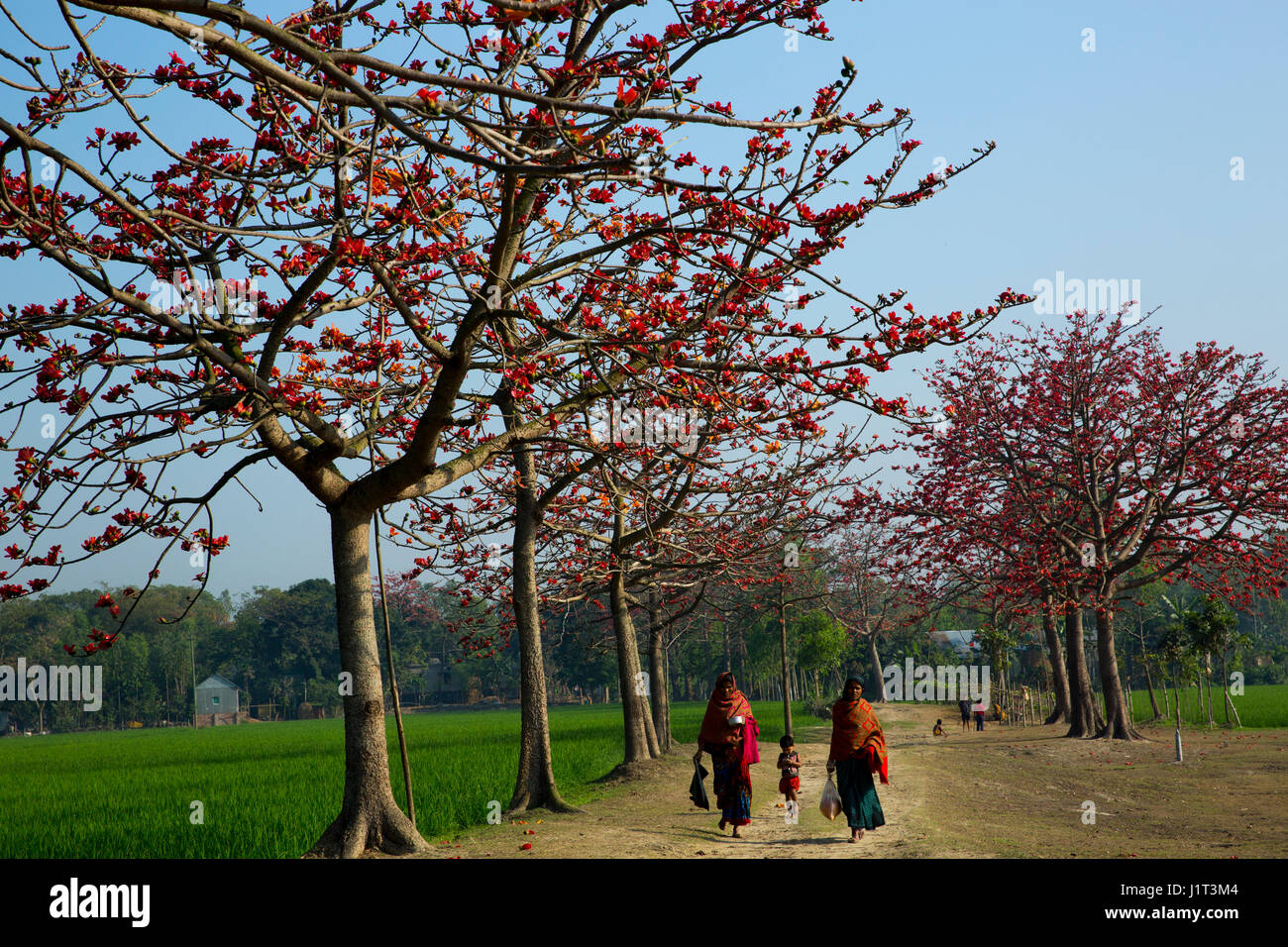 Red Silk Cotton flower trees also known as Bombax Ceiba, Shimul both ...