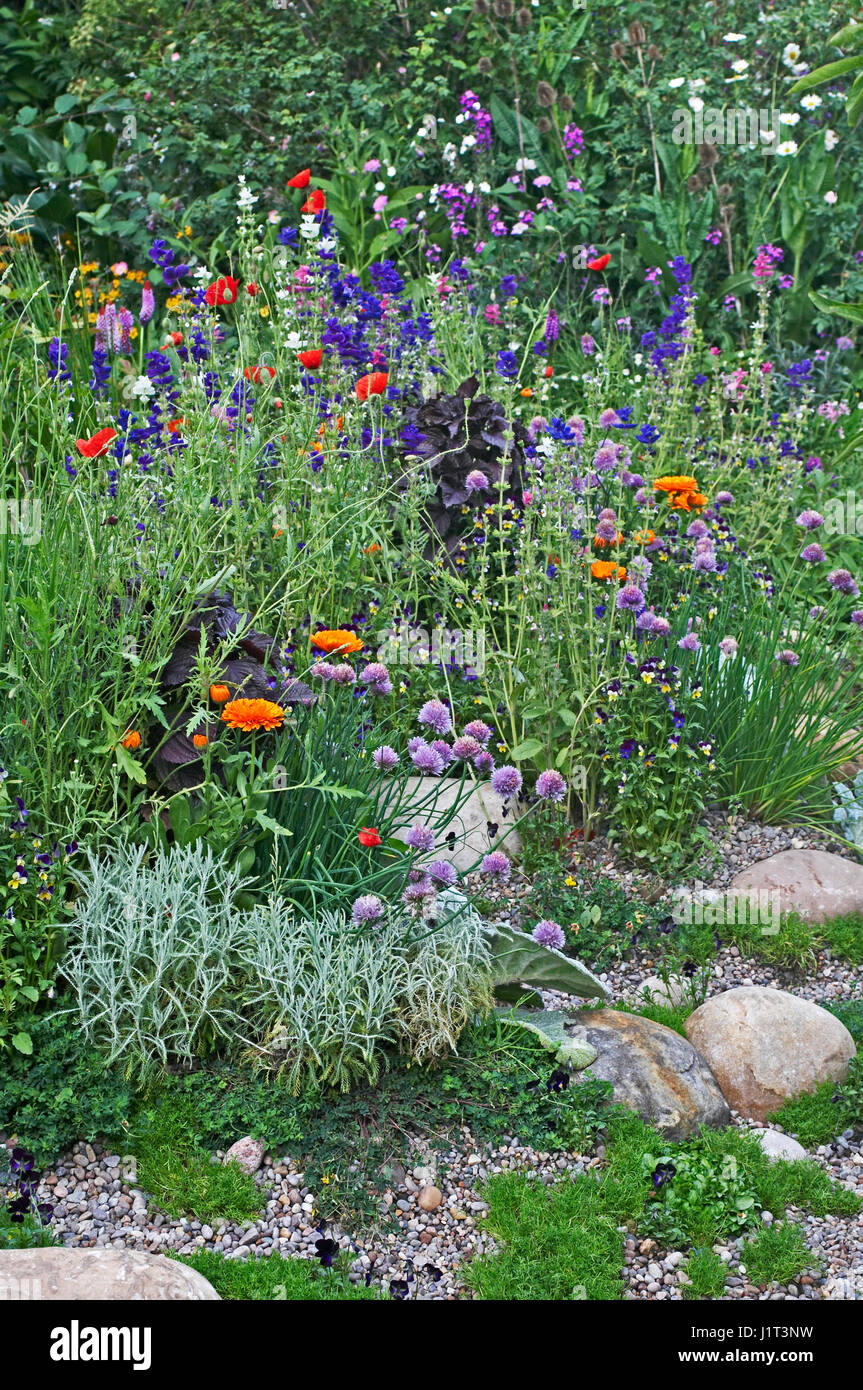 A border of natural planting with cultivated flowers Stock Photo - Alamy