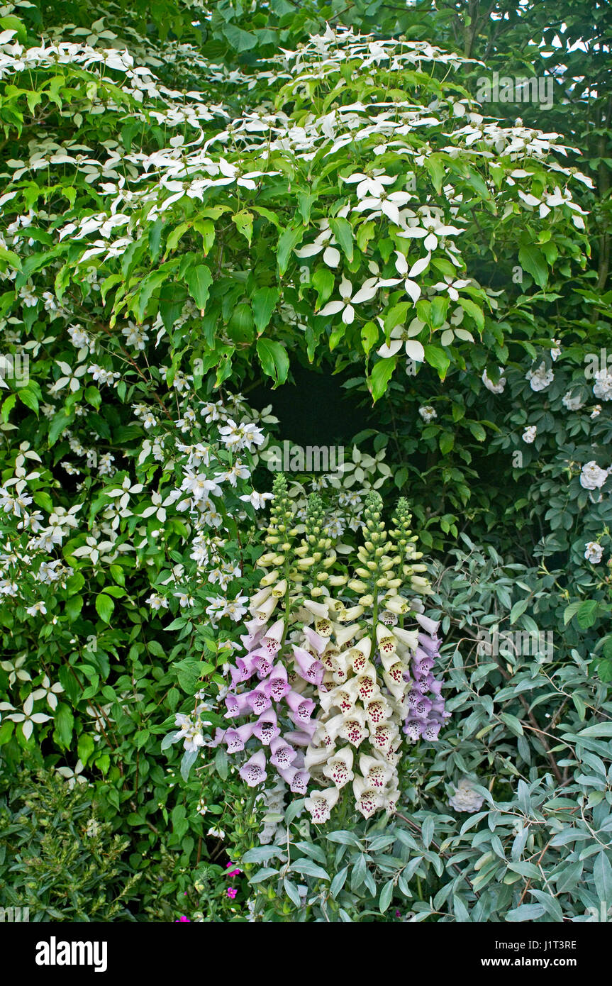 Close up of flower border with flowering Cornus and Digitalis Stock ...